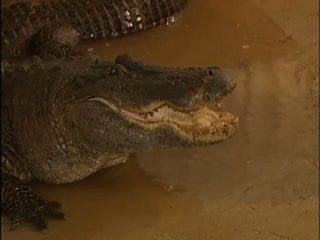 Oklahoma 800 Pound Alligator Gets New Home