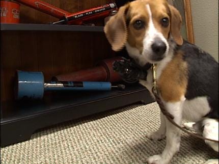 Roscoe The Beagle Is Sniffing Out Termites