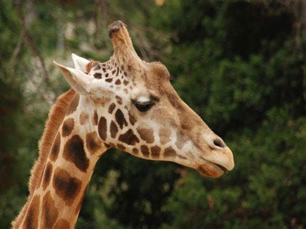 PETA Calls Giraffe's Cold Weather Death 'Unconscionable'