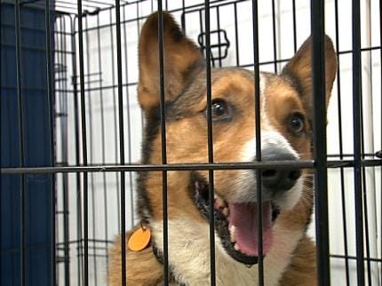 Tulsa Humane Society Finds Homes For Dozens Of Dogs & Cats