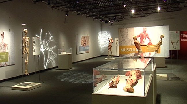 Bodies the Exhibition Shows You What's Inside You