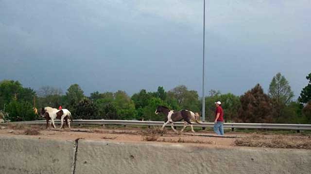 Horses Run Loose On I-44 In Tulsa