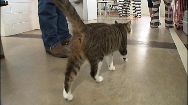 Jailhouse Cat Program Benefits Wagoner County Inmates