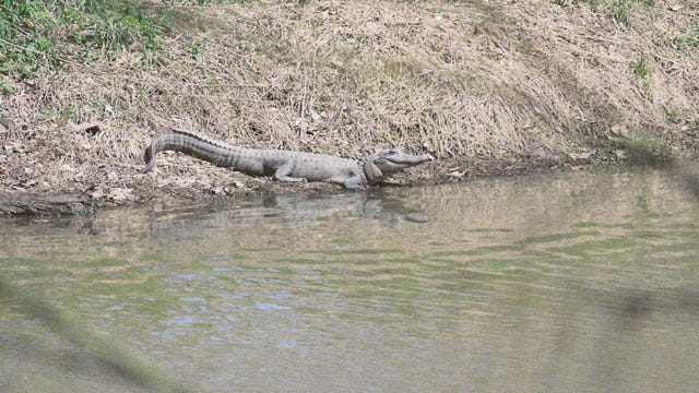 Alligator Spotted In Eastern Oklahoma