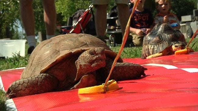 Turtles Race Brings Attention To Tulsa Zoo Run