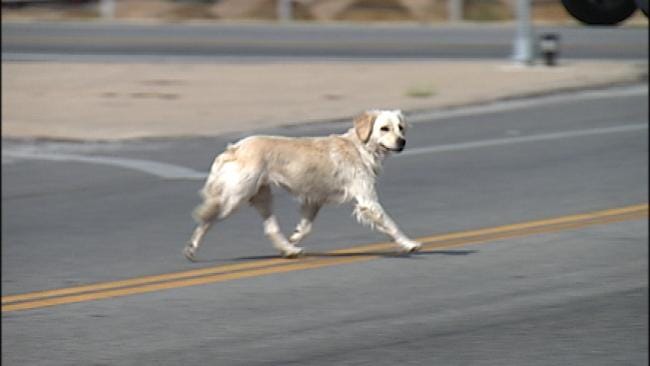 Rescue Group Holds Drive For Creek County Displaced Animals