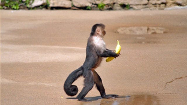 Escaped Southeast Kansas Zoo Monkey Found Dead