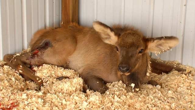 Owner: Pet Elk Shot In Cherokee County Doing Better