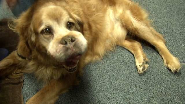 Special Needs Dog 'Platty' Draws A Crowd In Tulsa