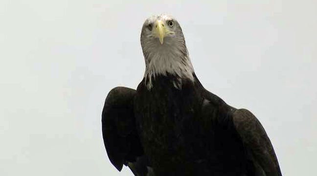 Tulsa Eagle Days Event Focuses On Raptors
