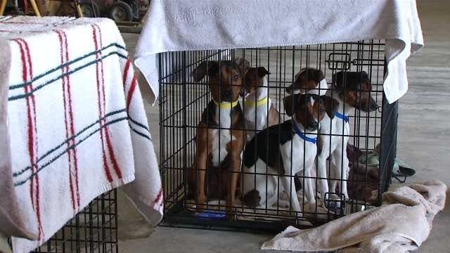 Tulsa Humane Society Seeks Permanent Homes For Rescued Puppies