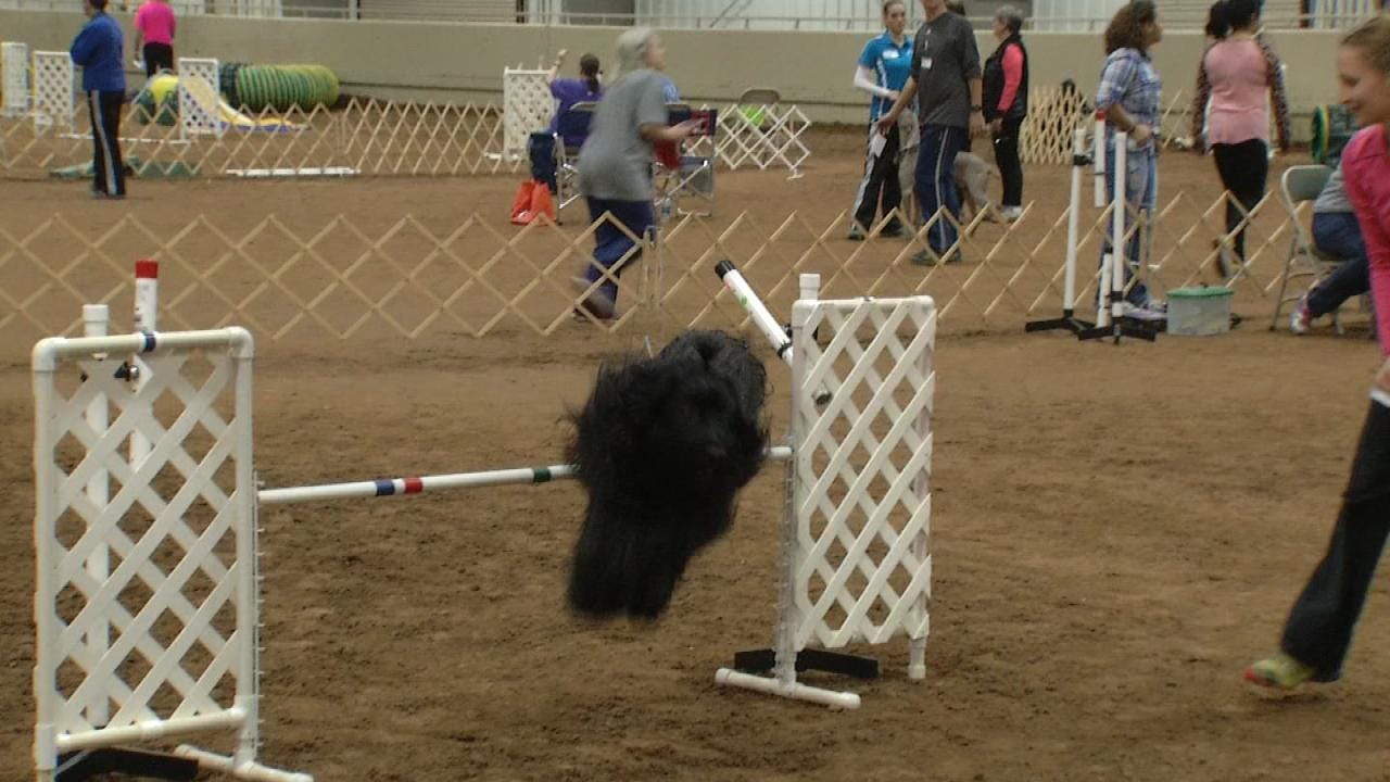 Dog Agility Trials Underway At Expo Square