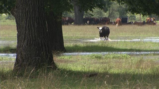 Deep Fork River Tops Out, Causes Hassle For Okmulgee County Rancher
