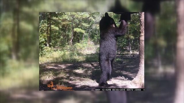 Growing Bear Population Causes Trouble For NE Oklahoma Deer Hunters growing-bear-population-causes-trouble-for-ne-oklahoma-deer-hunters