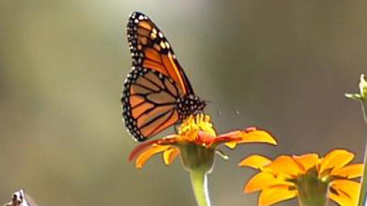 Trump Administration Delays Endangered Species Protection For Monarch ...