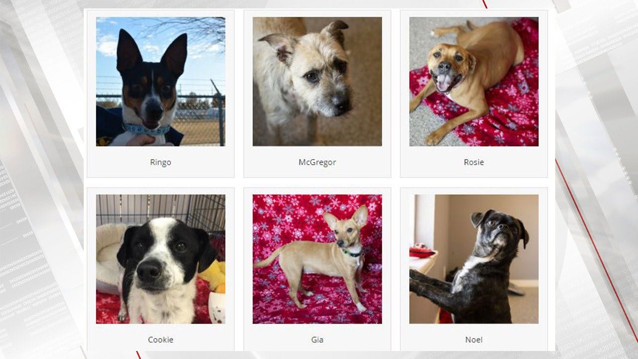 Humane Society Of Tulsa Needs Homes For 70 Pets Before Christmas