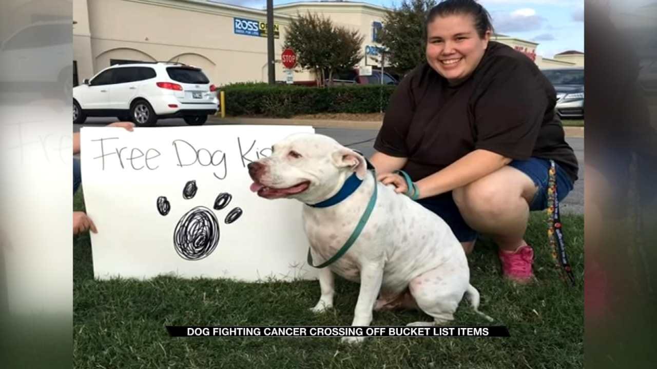 Cancer Battling Dog Knocks Off Bucket List Items Cancer Battling Dog Knocks Off Bucket List Items
