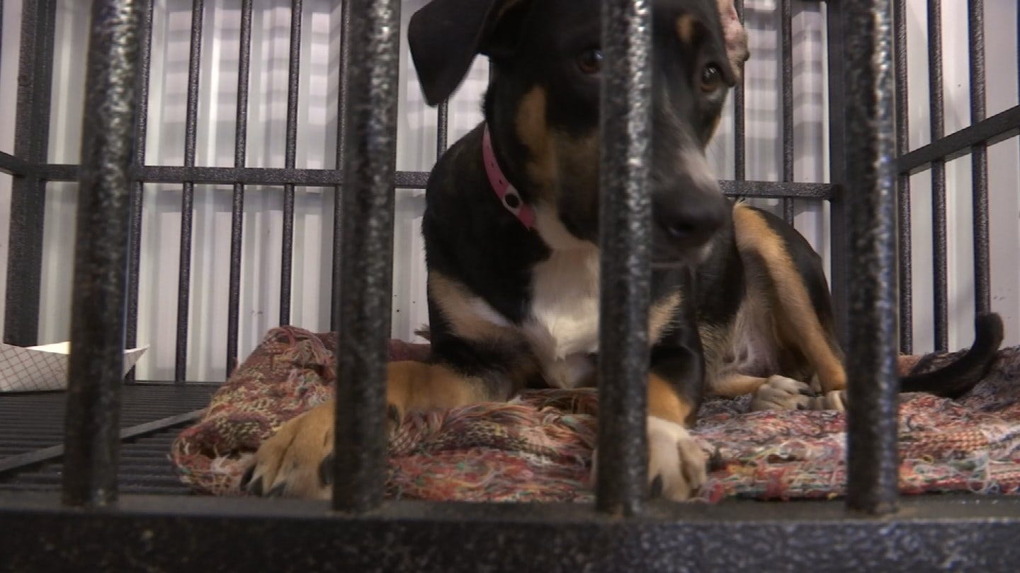 Man With 87 Dogs Thanks Tulsa Humane Society For Taking Them