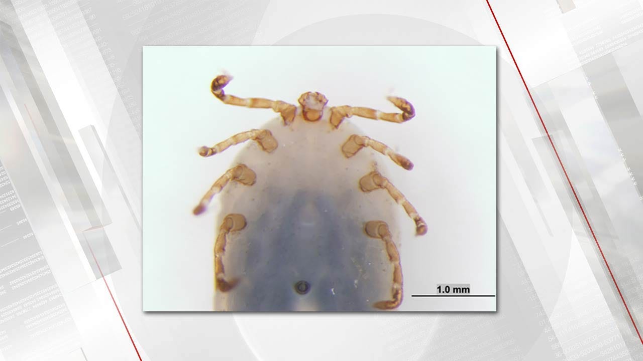 OSU's Vet Center Identifies New Tick