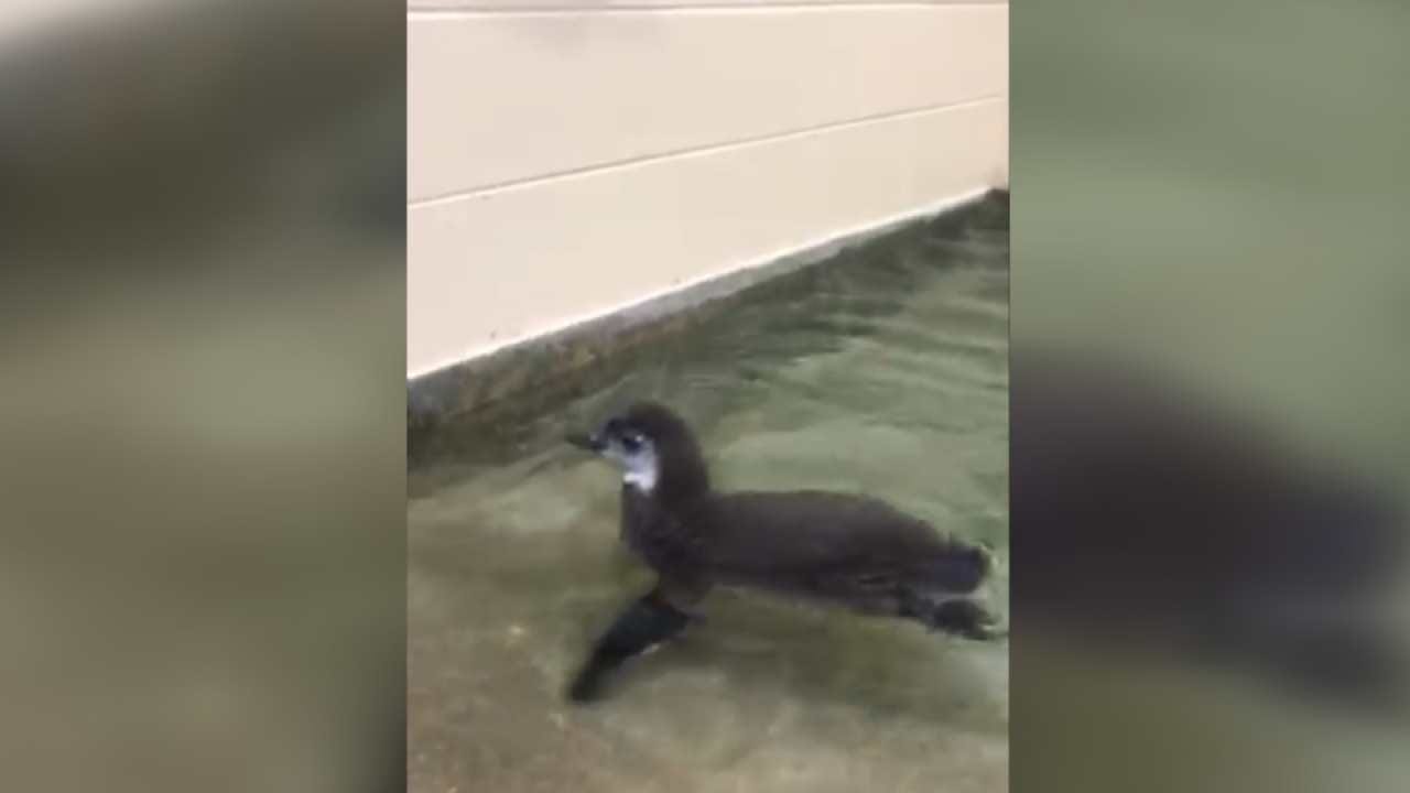 African Penguin Chick Takes First Swim At Tulsa Zoo