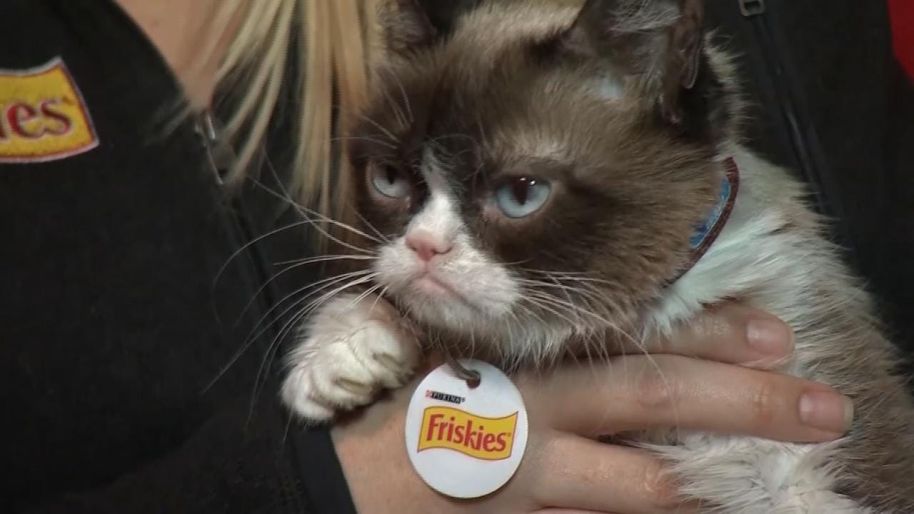 Grumpy Cat Passes Away In Owner's Arms