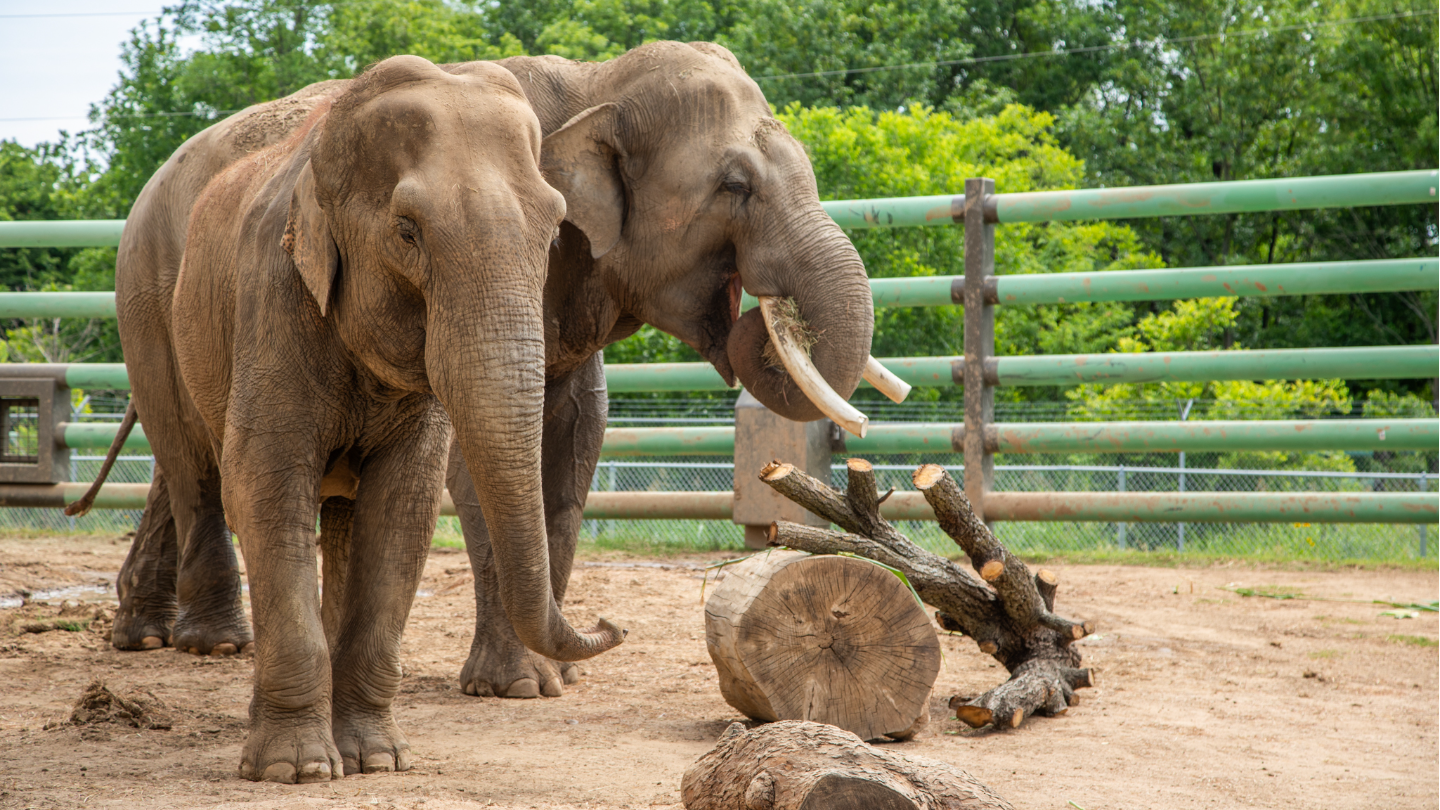 Billy and Tina introduced to elephant herd at Tulsa Zoo