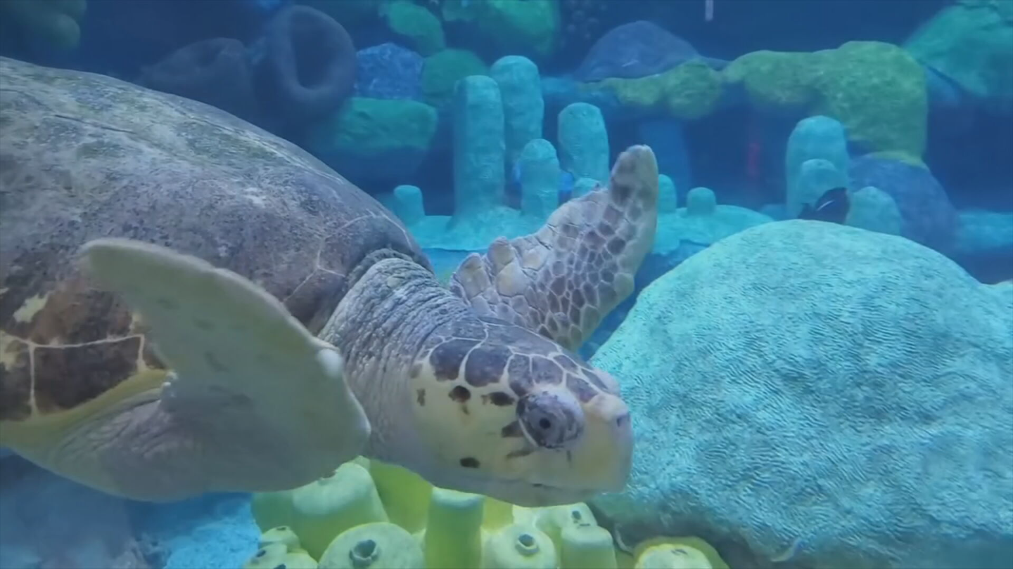 Jenks mayor declares 'Seamore Day,' honors Oklahoma Aquarium sea turtle
