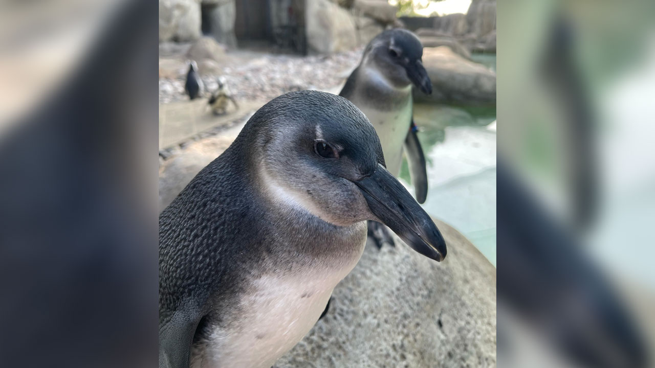 Tulsa Zoo names 2 African penguin chicks