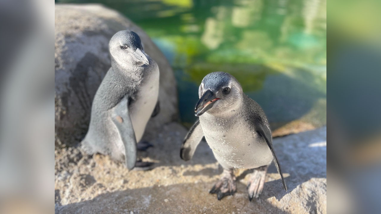 Tulsa Zoo names 2 African penguin chicks