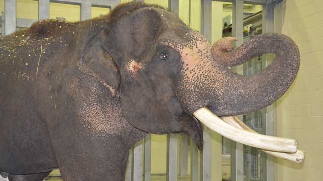 OKC Zoo Expands Its Elephant Herd To Four