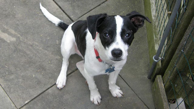 Wall-E The Wonder Dog Has New Home