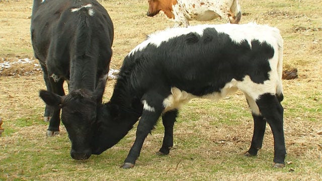 Cattle Rustling On The Rise In Oklahoma