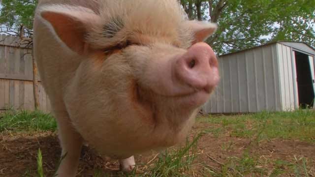 Woman Gets Help In Fight To Keep 'Emotional Support' Pig