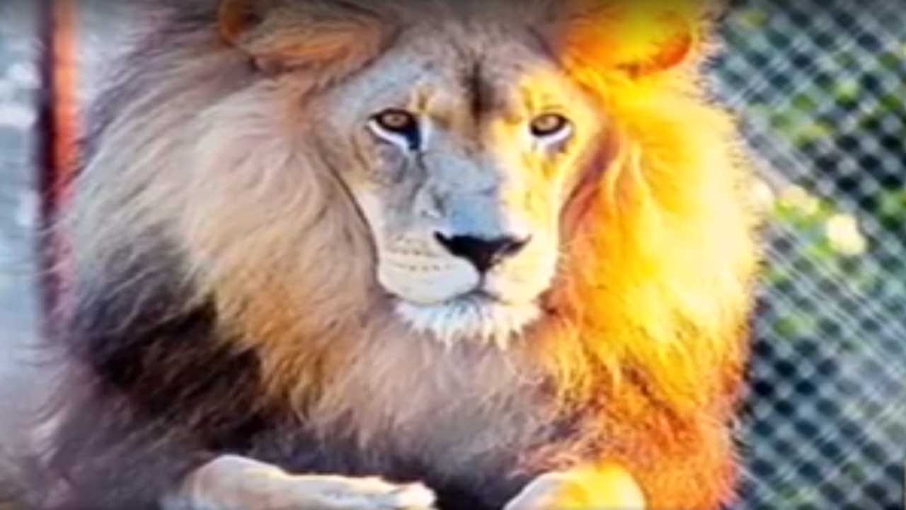 Death Of Lion At Tiger Safari In Tuttle Has Critics Calling For Action