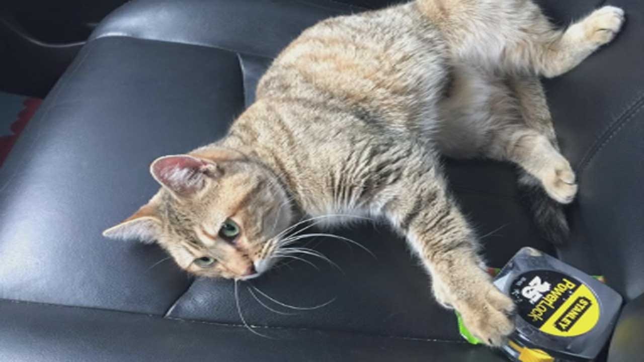 Edmond Cat Survives Being Locked Inside Storage Unit For 3 Weeks
