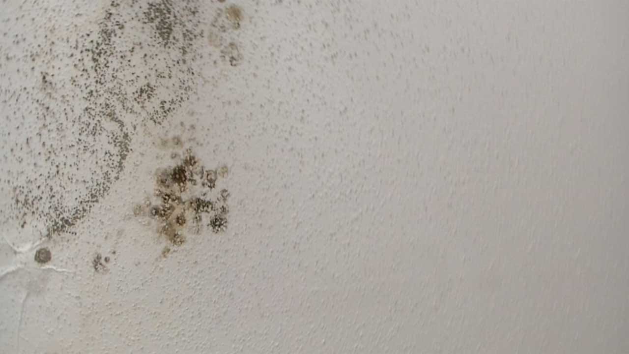 What is mold? How to prevent fungal spread and stay healthy.