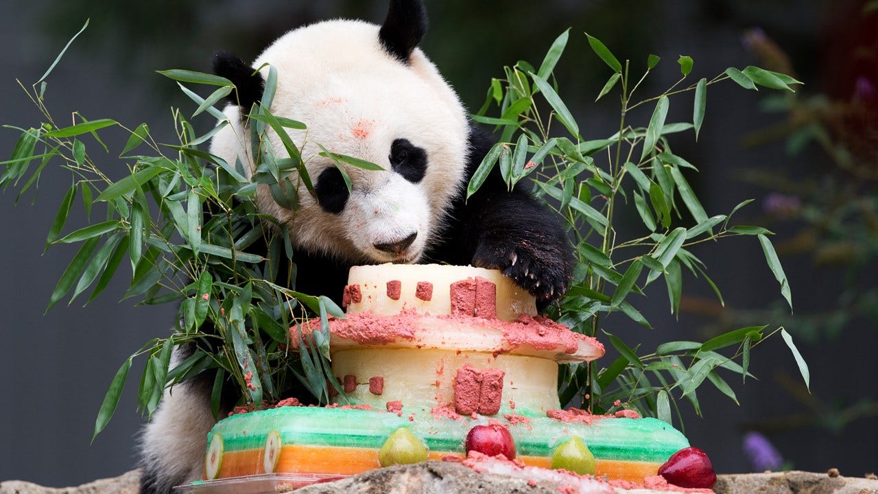 2 New Giant Pandas Are Returning To Washington's National Zoo From China