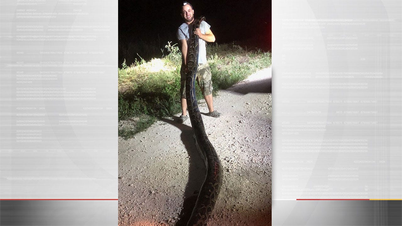 Man Captures Record-Setting 17-Foot Python In Florida