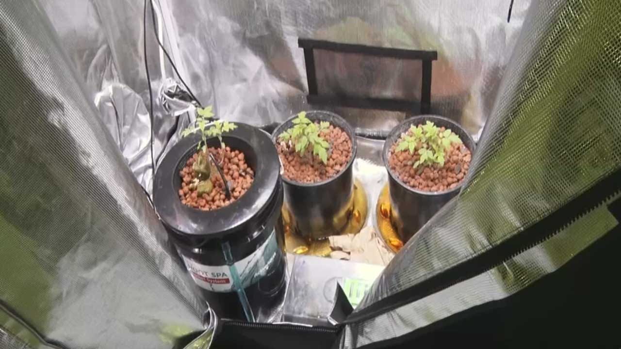 Local Business Offers Free Medical Marijuana Grow Class