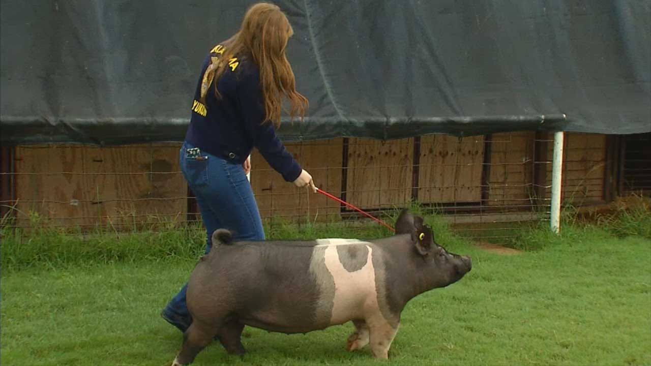Oklahoma FFA Students Donate Swine To Food For Kids Program