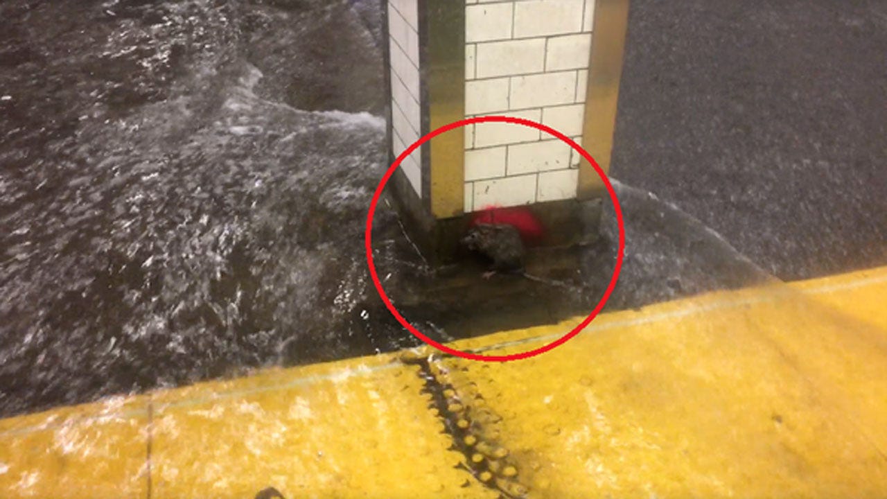 New York City "Flood Rat" Takes Internet By Storm