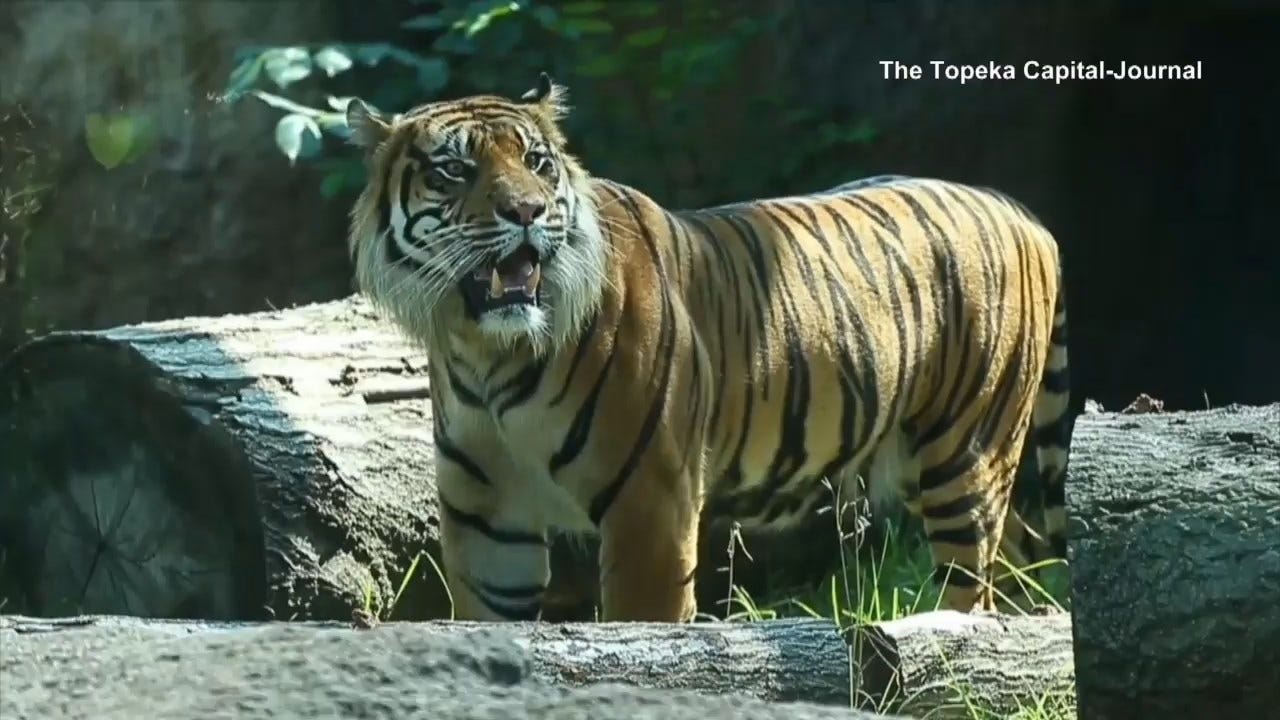 Tiger Won't Be Euthanized After Attacking Female Keeper At Topeka Zoo