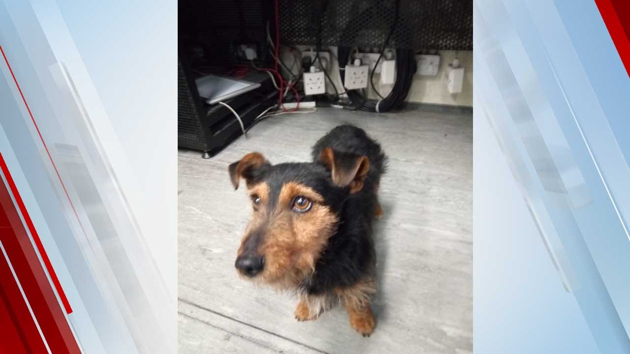 Lost Dog Who Snuck Onto Train Reunited With Family Through Social Media