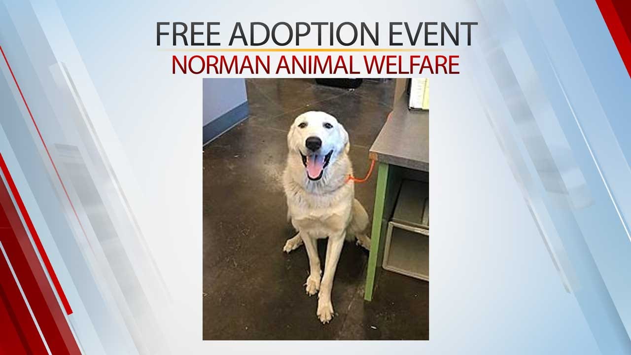 Norman Animal Welfare Holds Free Adoption Event Thursday, Friday