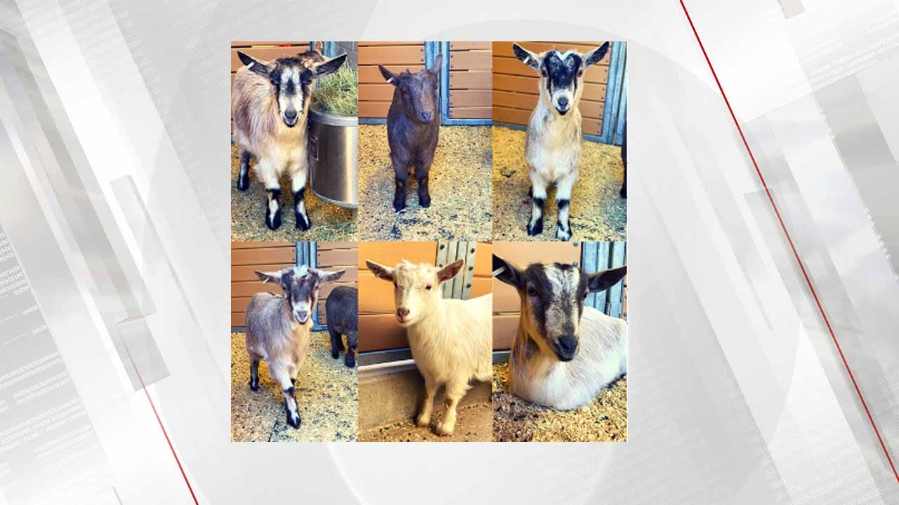 OKC Zoo Announces Names Of New Pygmy Goats