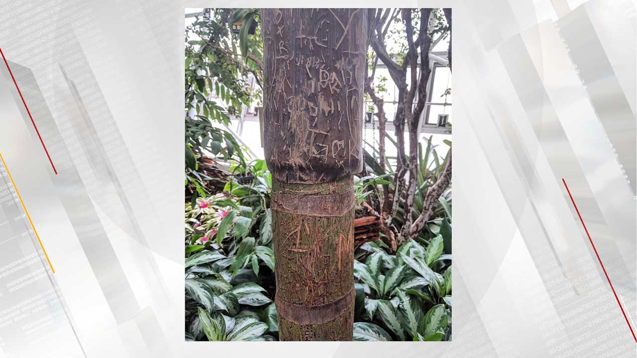 Vandals Damage Trees At Oklahoma City’s Crystal Bridge Tropical ...
