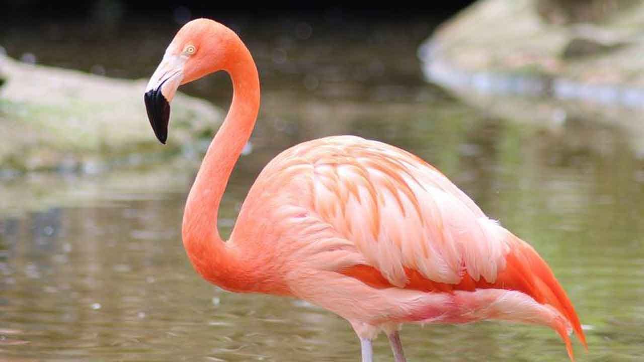 Flamingo At Illinois Zoo Euthanized After Child Throws Rock And Injures It