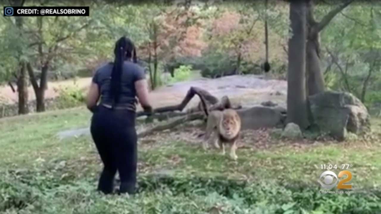 Woman Who Went Viral After Climbing Into The Bronx Zoo Lion Enclosure ...