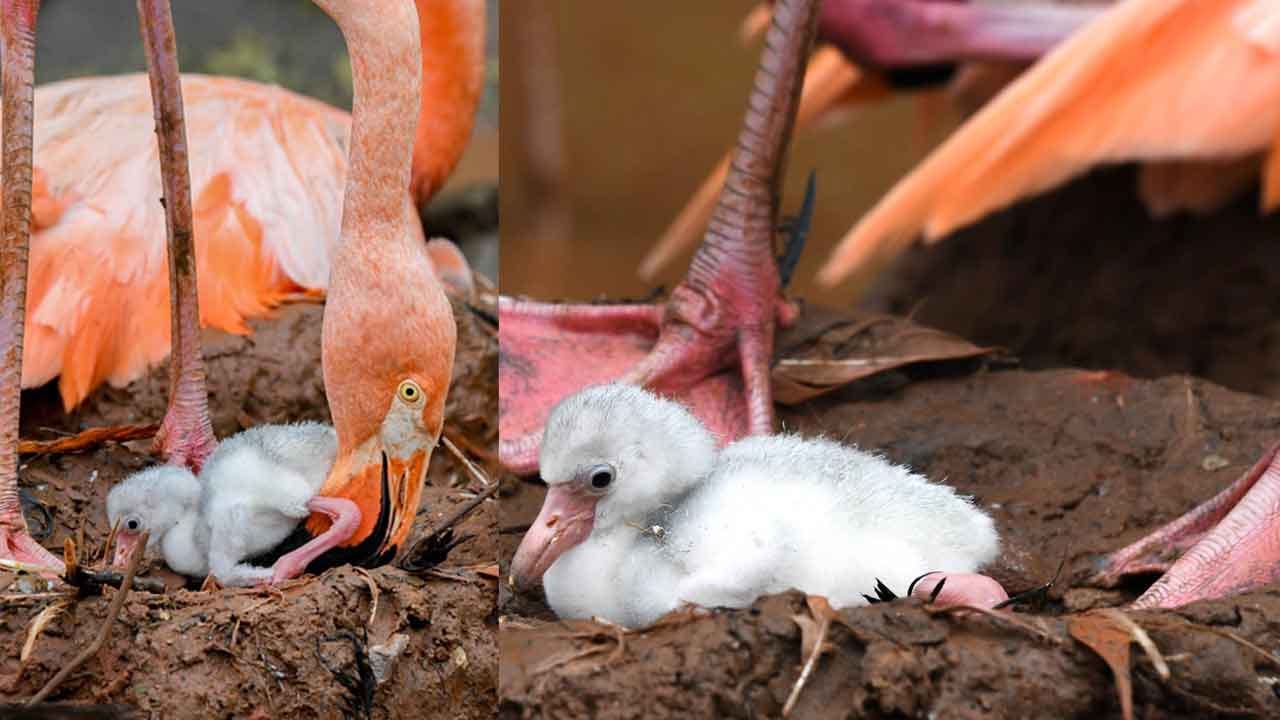 Celebration Of Birth As 3 Flamingo Chicks Hatch At The Oklahoma City Zoo
