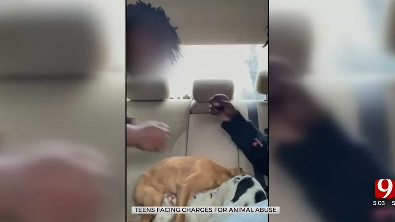 Charges Filed In Animal Abuse Viral Video Case